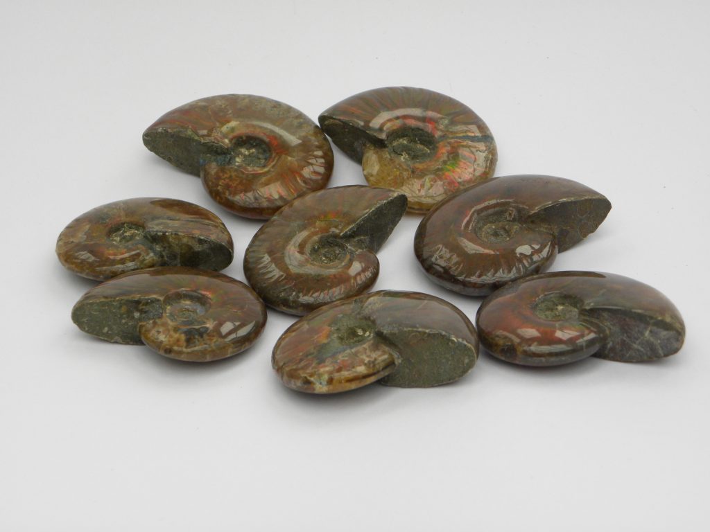 Small Fire Ammonites 4cm - 4.5cm average size cleoniceras