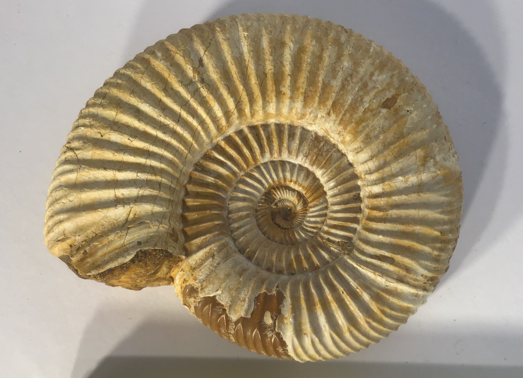 Ammonite Perisphinctes, Jurassic, approx. 160 million years old