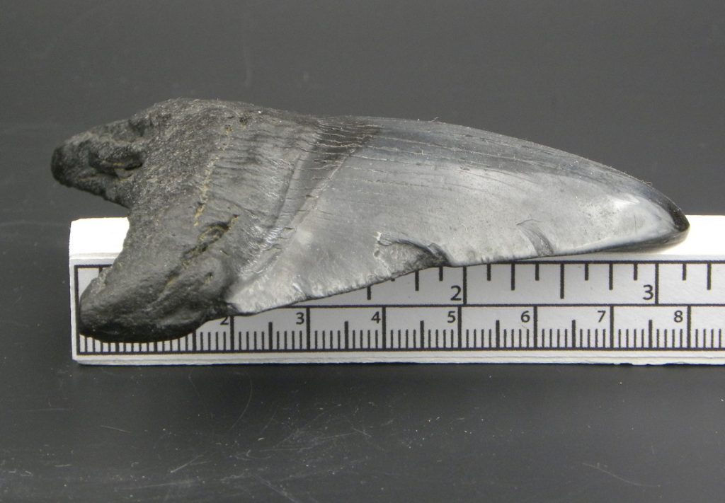 Fossilised otodus megalodon Tooth 6.5cm long and well preserved.