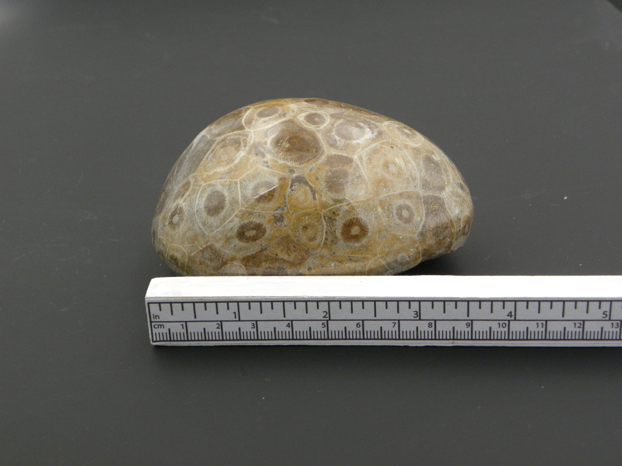 Fossilised Rugose Coral 'actinocyathus' 9cm across