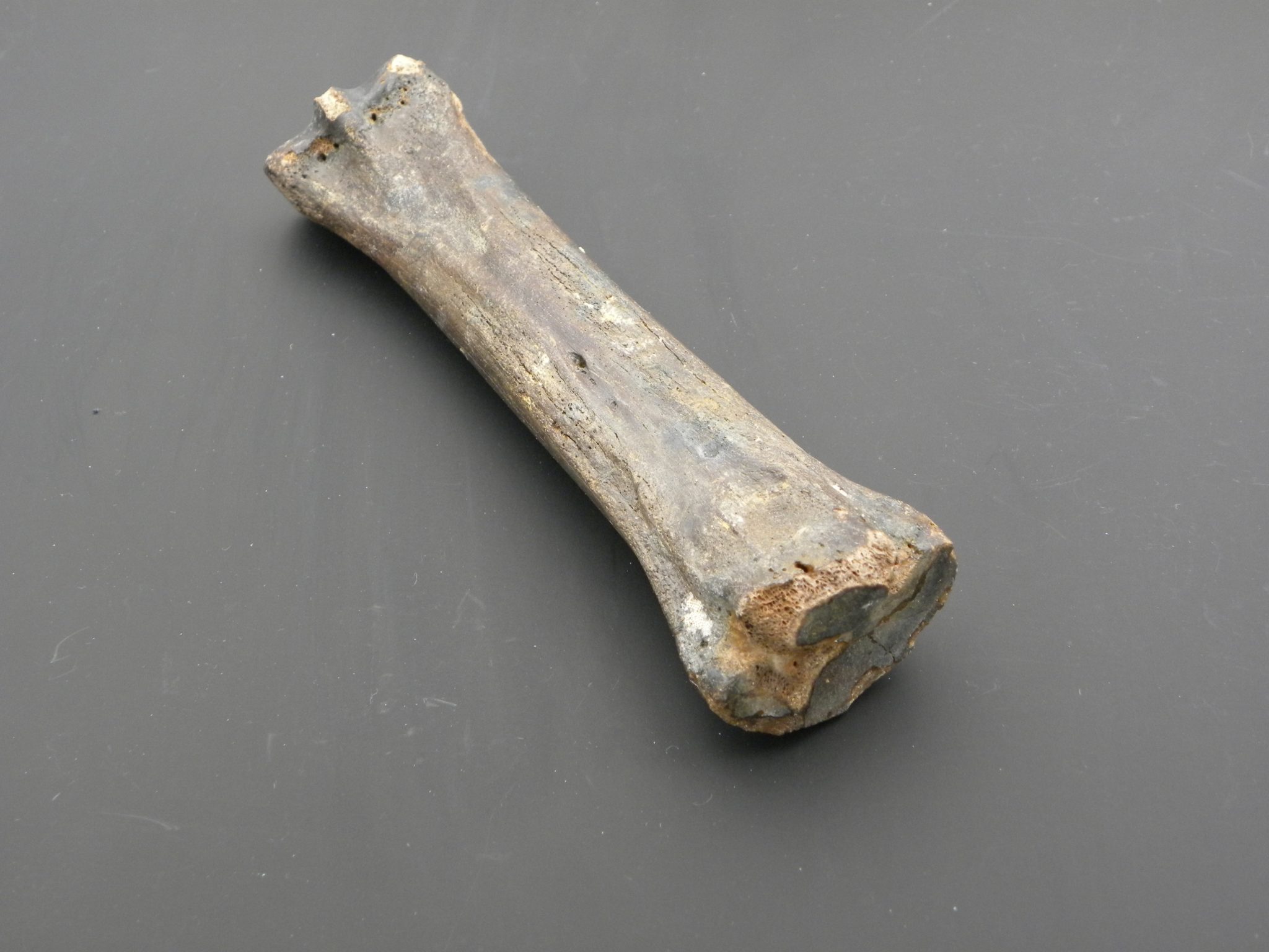 Fossilised Horse Leg Bone equus ferrus caballus 22cm long