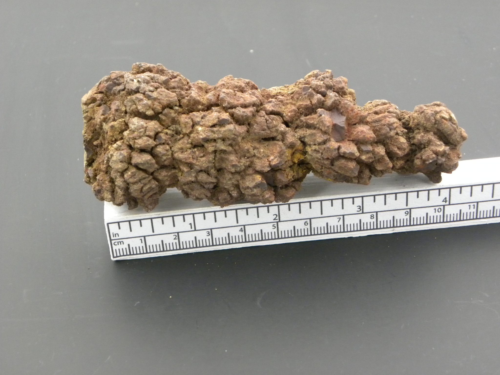 Turtle Coprolite 10.5cm Fossilised remains from the Eocene Period