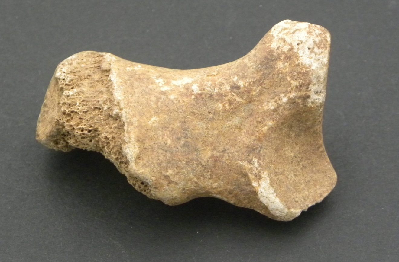 Fossilised Cave Bear Finger Bone (section of) ursus spelaeus
