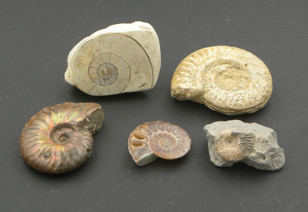 This collection of Ammonites would make the perfect gift