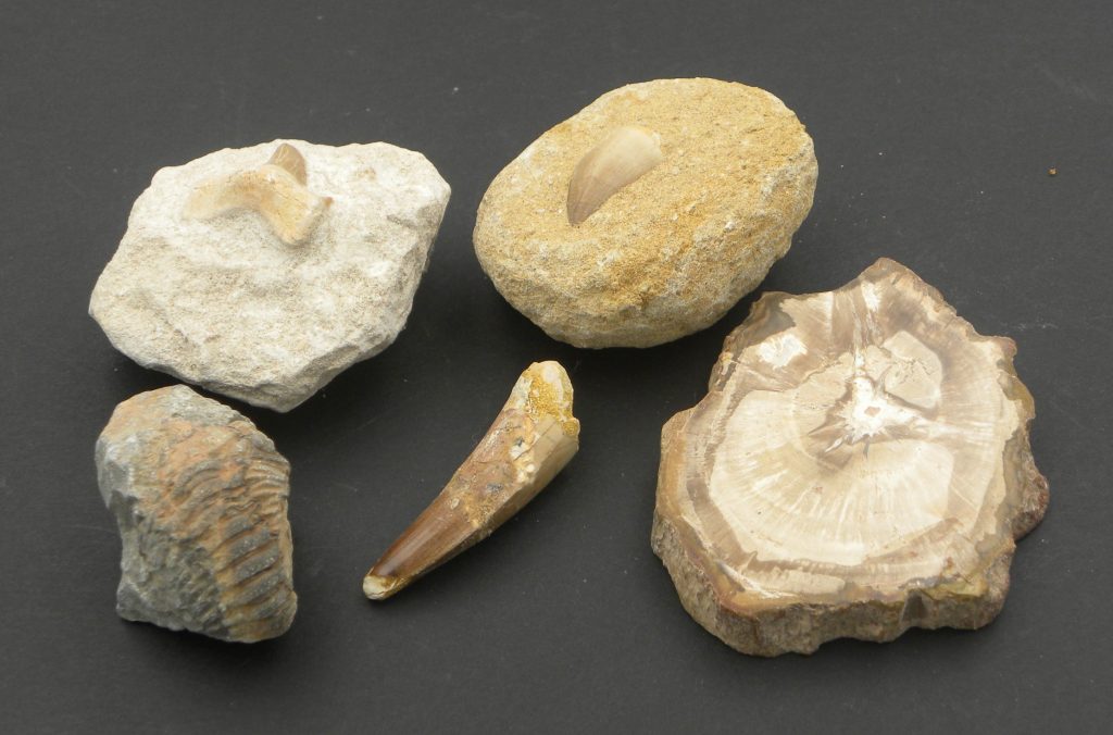 This Fossil Collection consists of five fascinating fossils